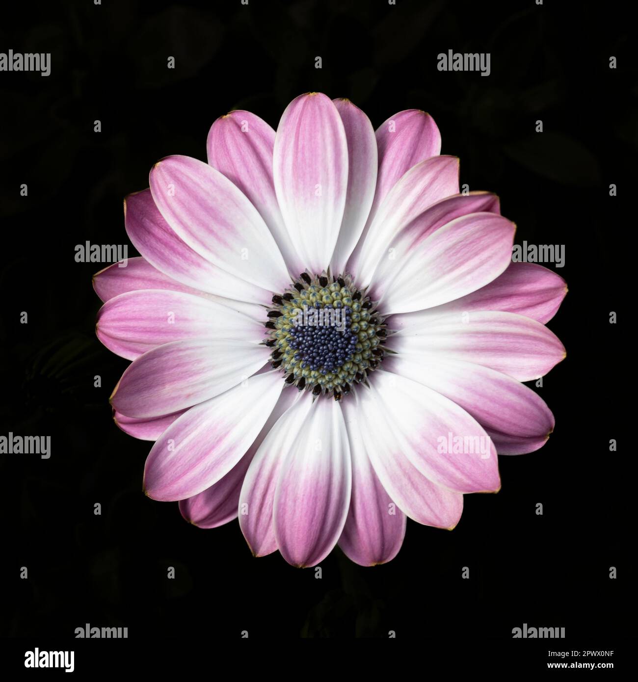 Dalina compact White Pink Osteospermum Stock Photo - Alamy