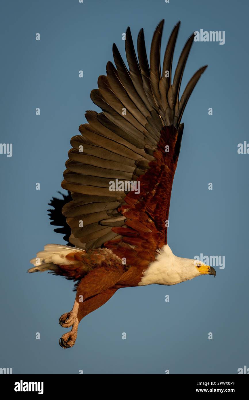 African fish eagle flies with wings raised Stock Photo - Alamy