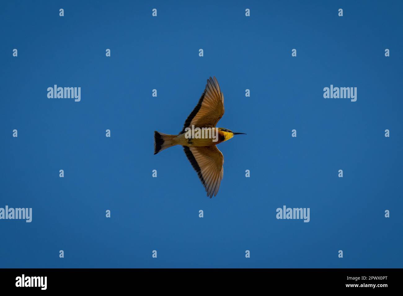 Little bee-eater flying overhead with wings spread Stock Photo - Alamy