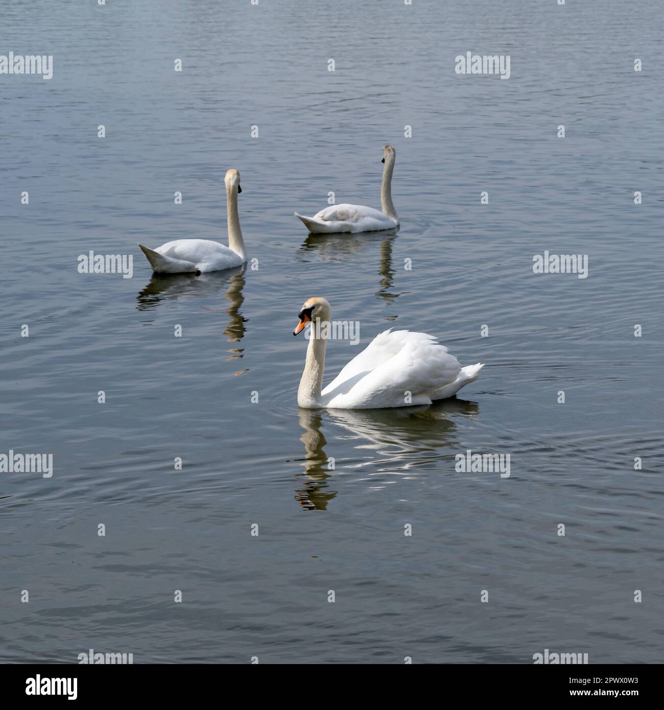 Tyn pond hi-res stock photography and images - Alamy