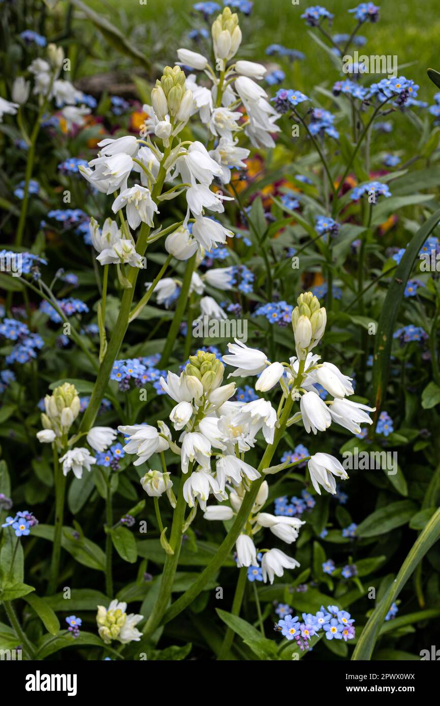 White bluebells with forget-me-nots in background Stock Photo - Alamy