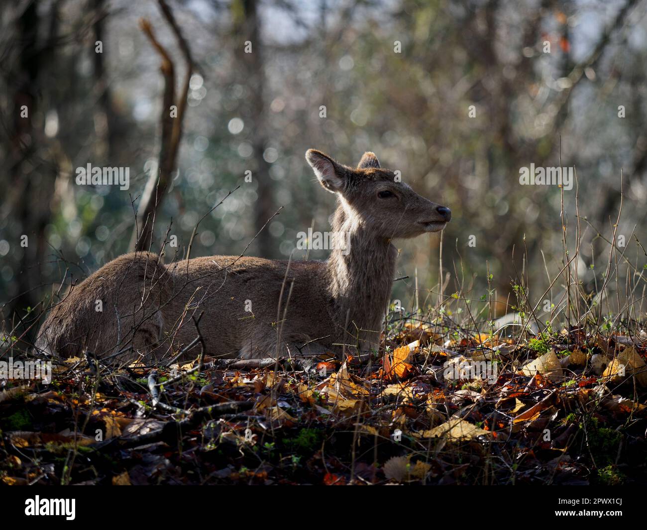 Sika deer female woodland hi-res stock photography and images - Alamy