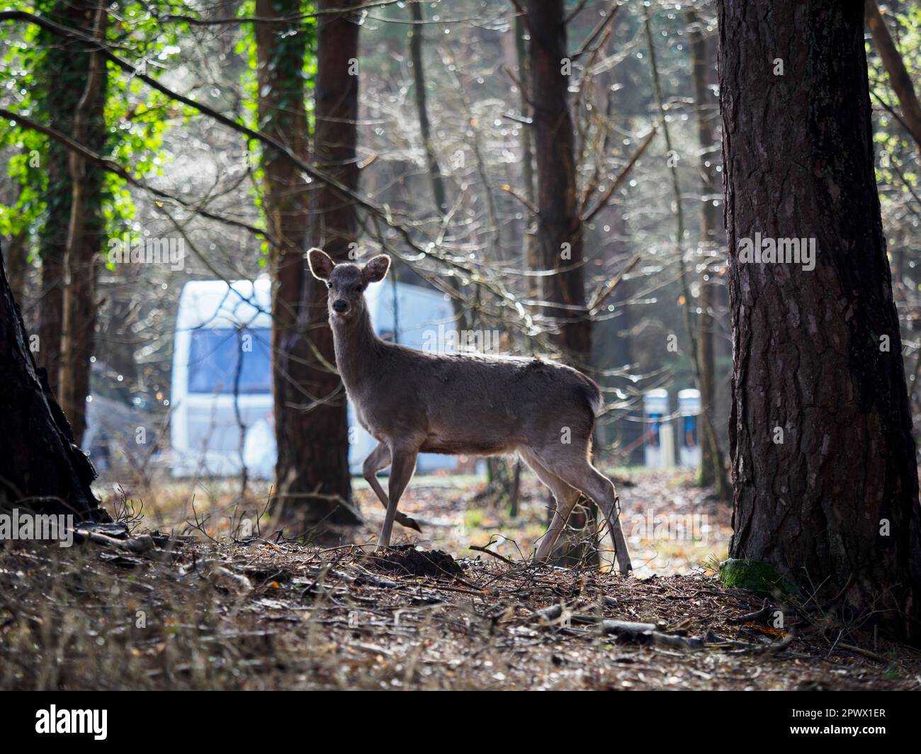 Wild Sika deer in woodland on caravan park, Dorset, UK Stock Photo - Alamy