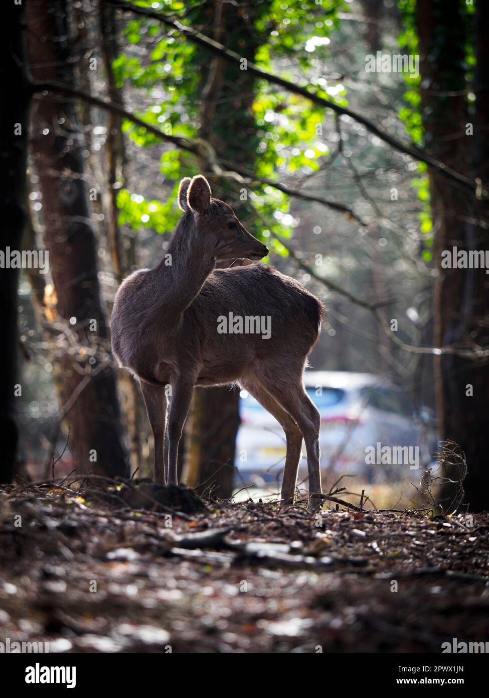 Wild Sika deer, Dorset, UK Stock Photo - Alamy
