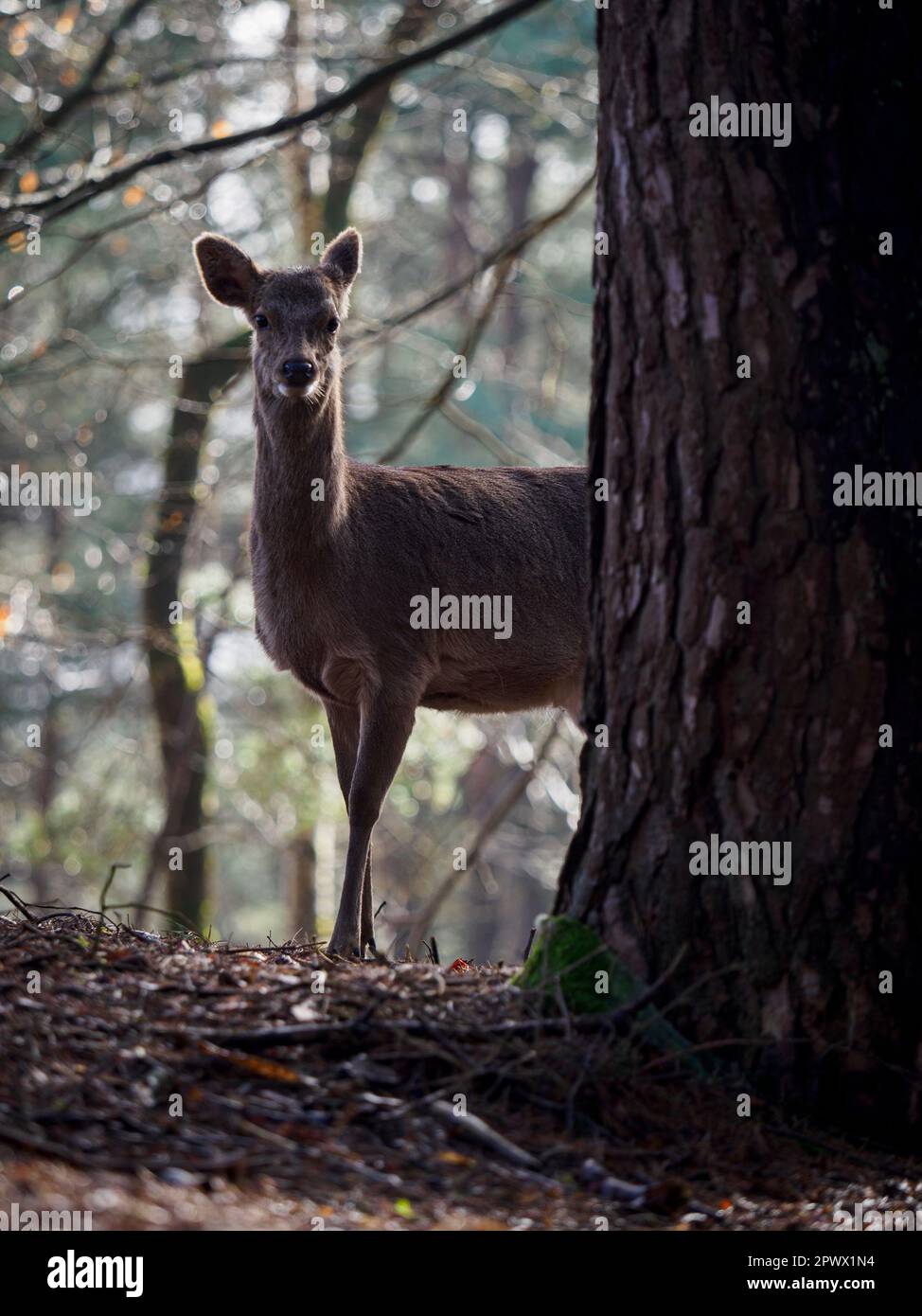 Female sika deer standing hi-res stock photography and images - Alamy