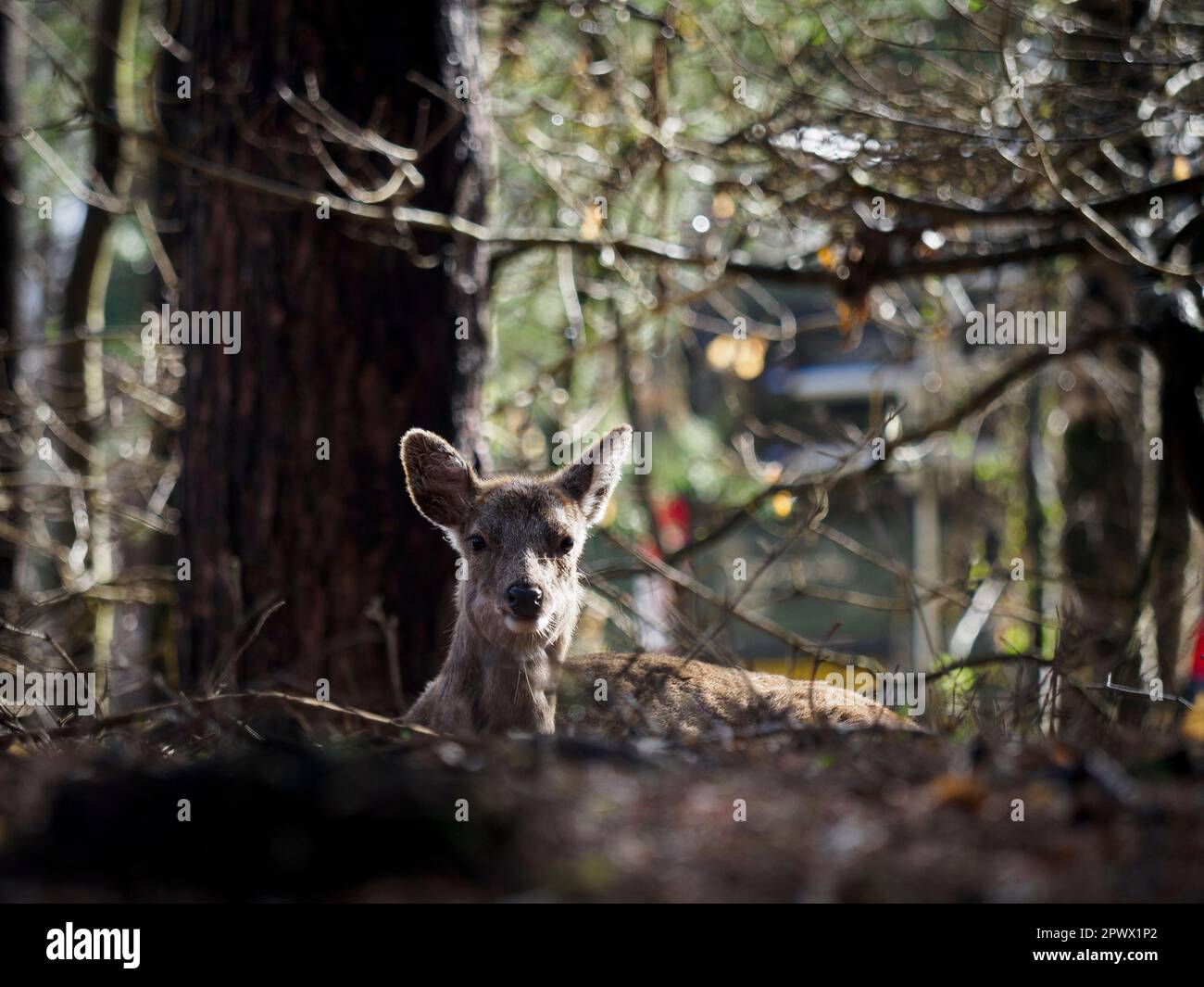 Wild Sika deer in woodland Dorset, UK Stock Photo - Alamy