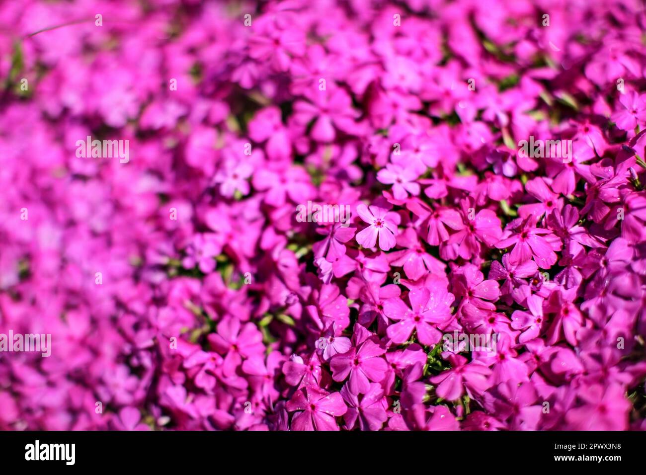 Shallow depth of field photo, only few flowers in focus, pink flowerbed ...