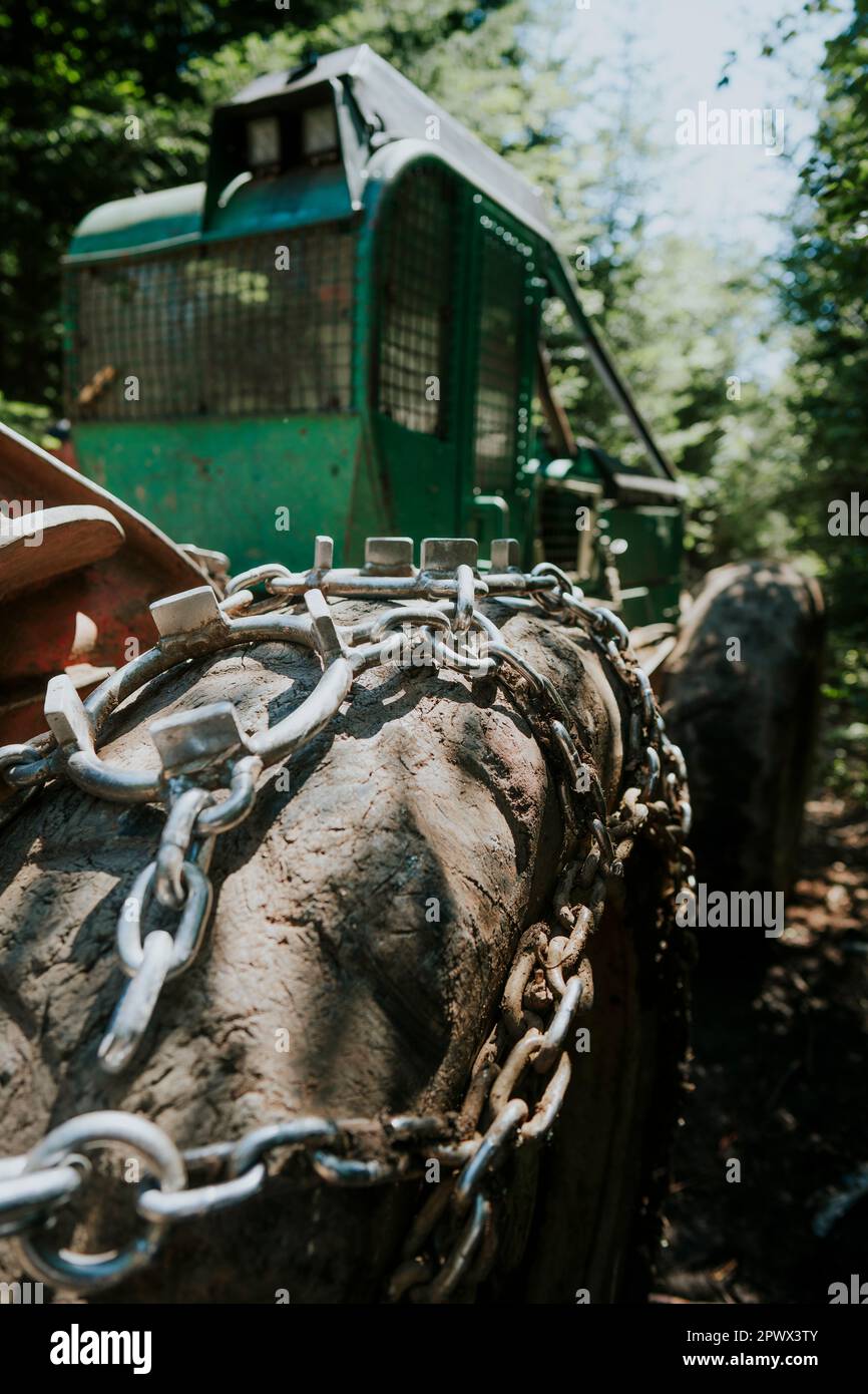Traction chains on the big wheel of a forest log truck tree harvester ...