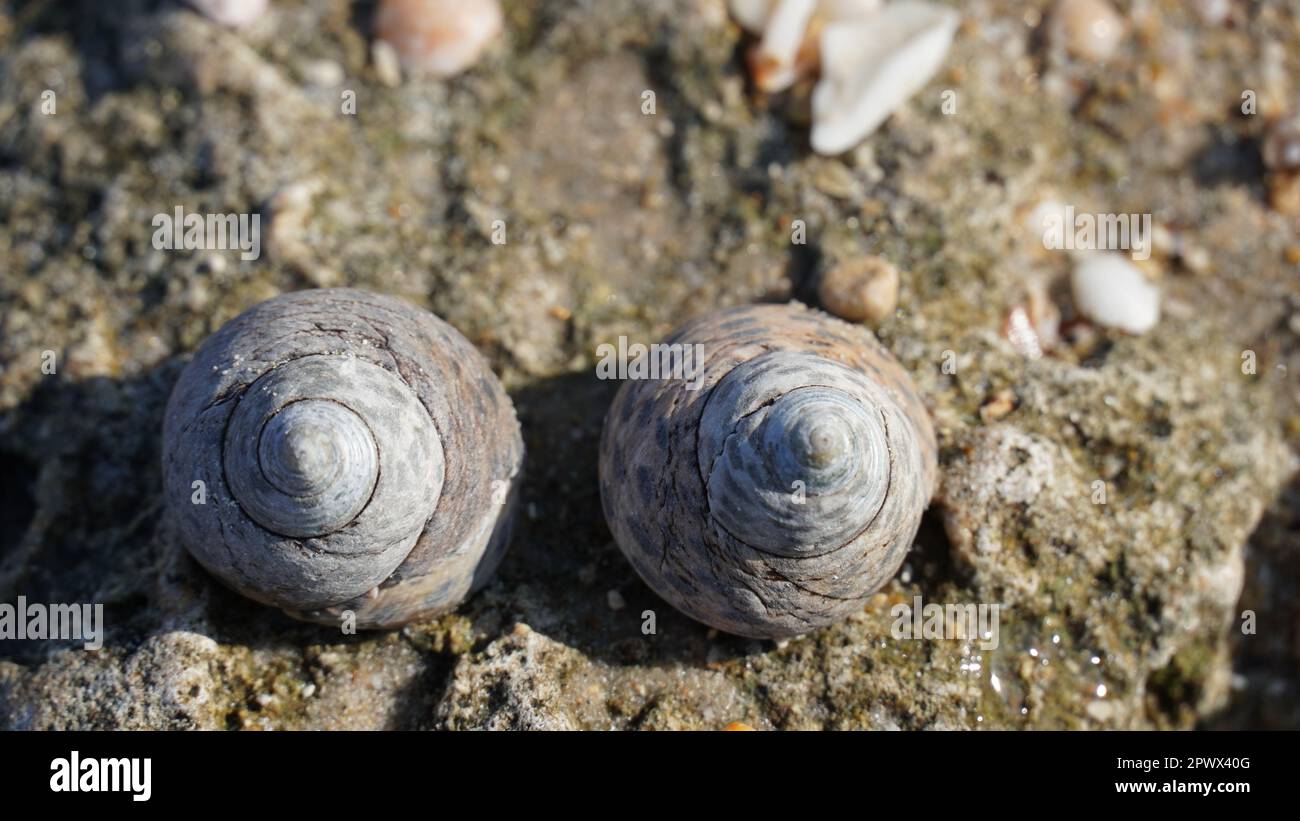 Close up view of sea snails in shells on rock Stock Photo - Alamy