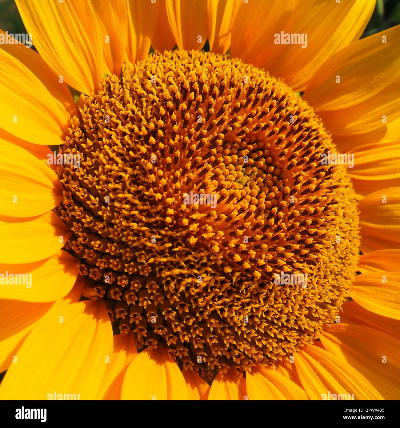 The Helianthus sunflower is a genus of plants in the Asteraceae family ...