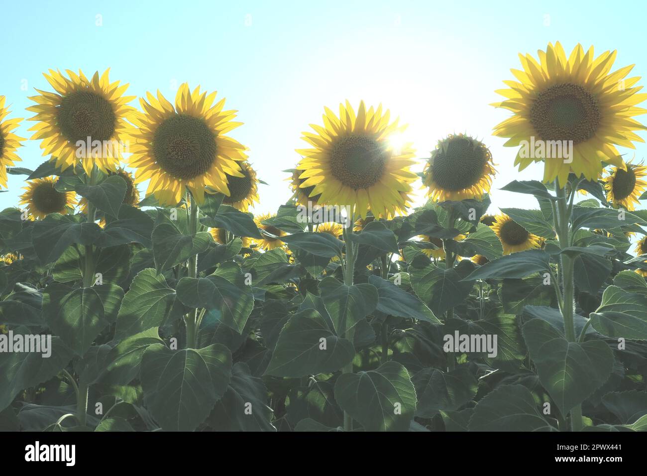 The Helianthus sunflower, Asteraceae family. Annual sunflower and ...