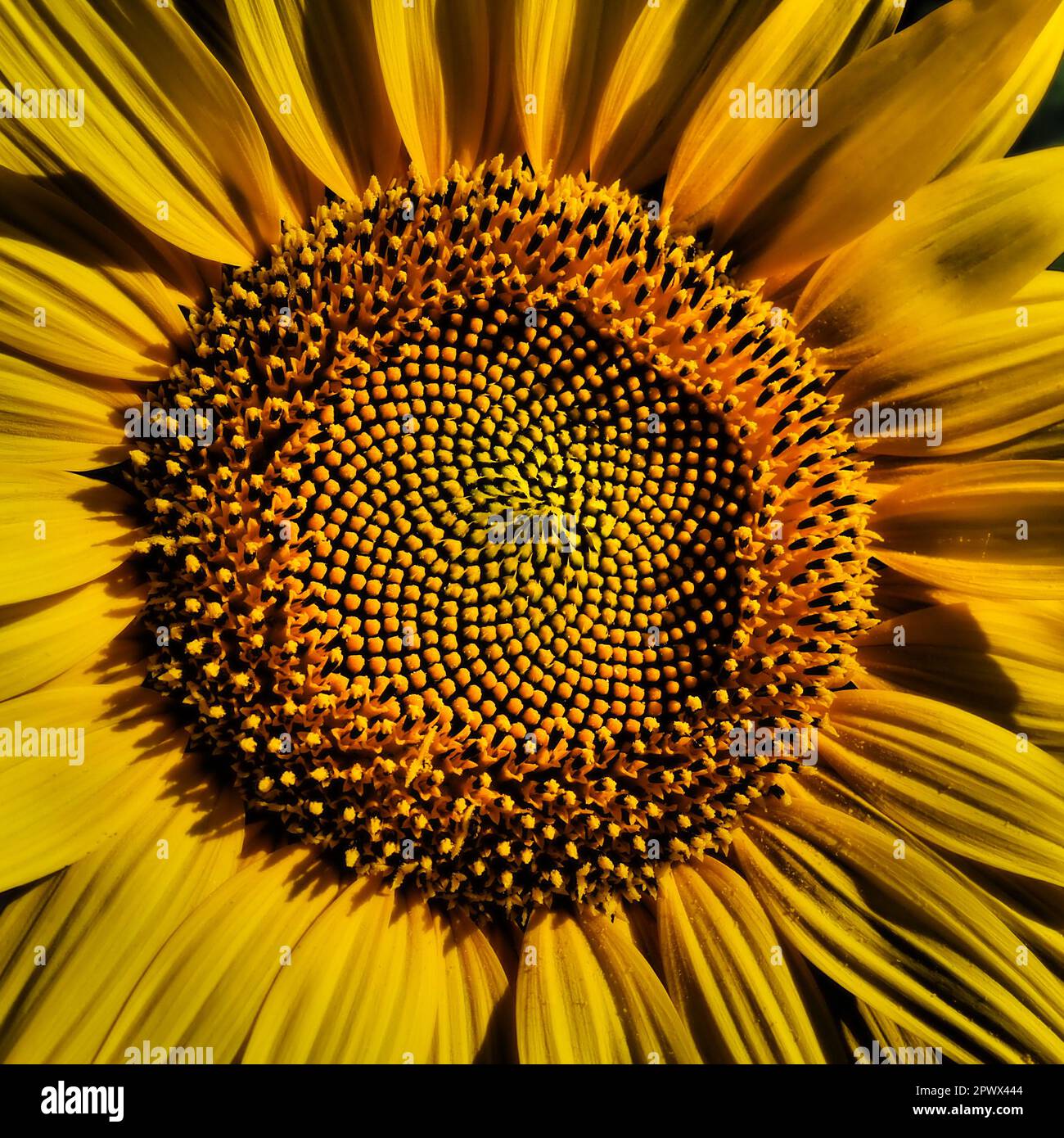 The Helianthus sunflower is a genus of plants in the Asteraceae family ...