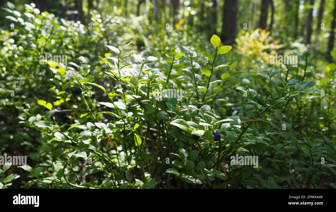 Blueberry, or Blueberry myrtle Vaccinium myrtillus, a low-growing shrub ...