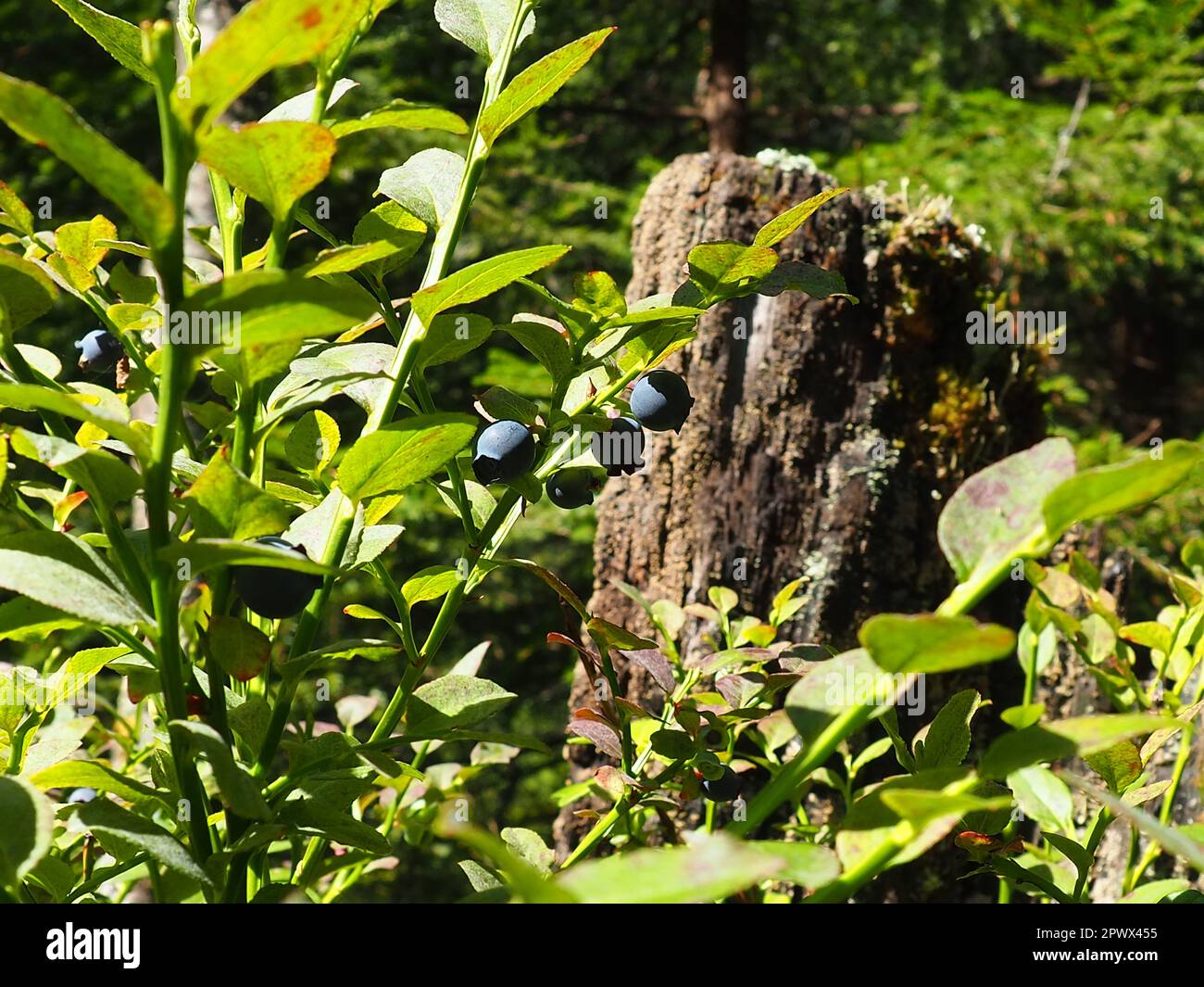 Blueberry, or Blueberry myrtle Vaccinium myrtillus, a low-growing shrub ...