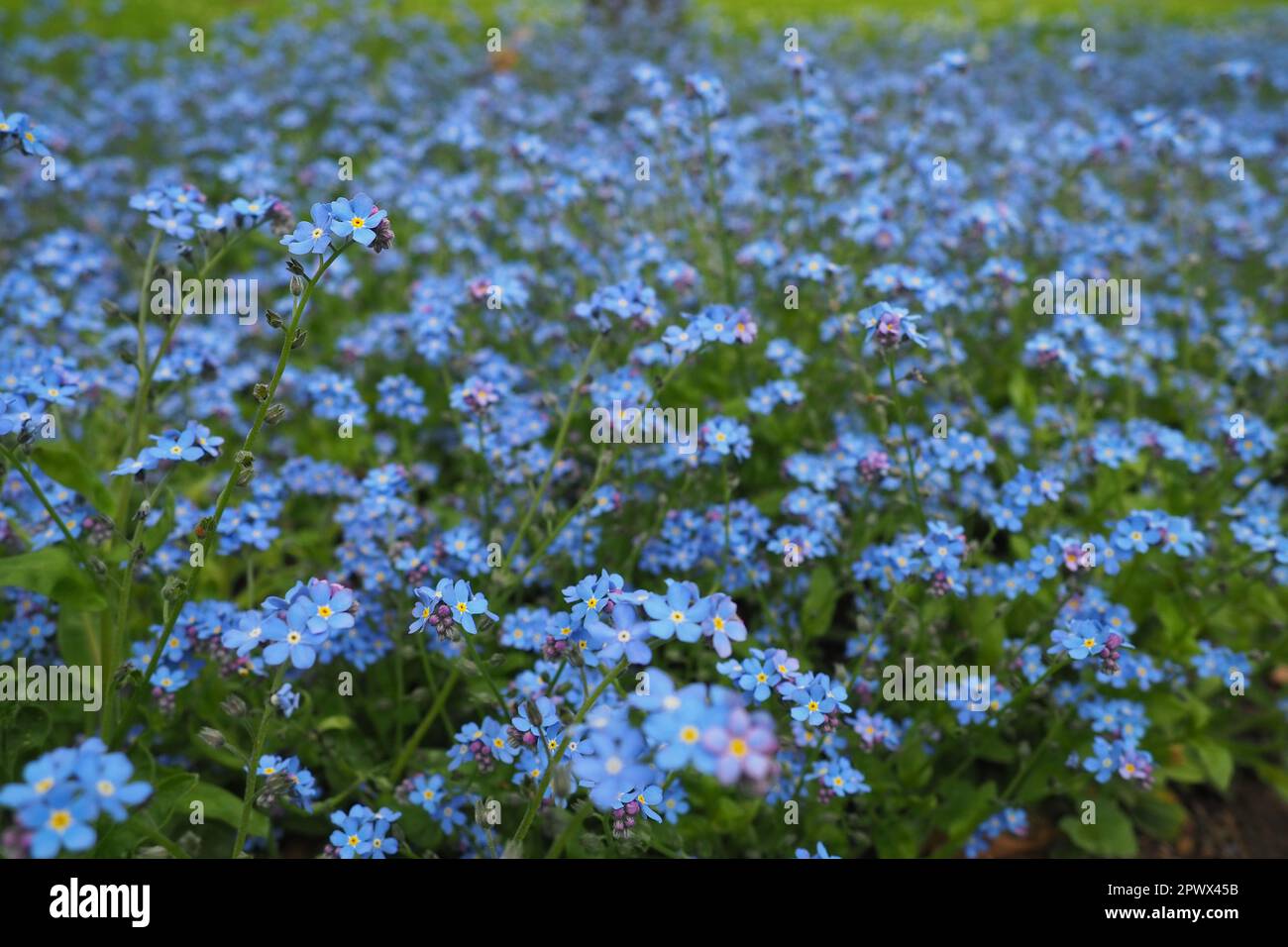 Forget Me Not Blue Eyes