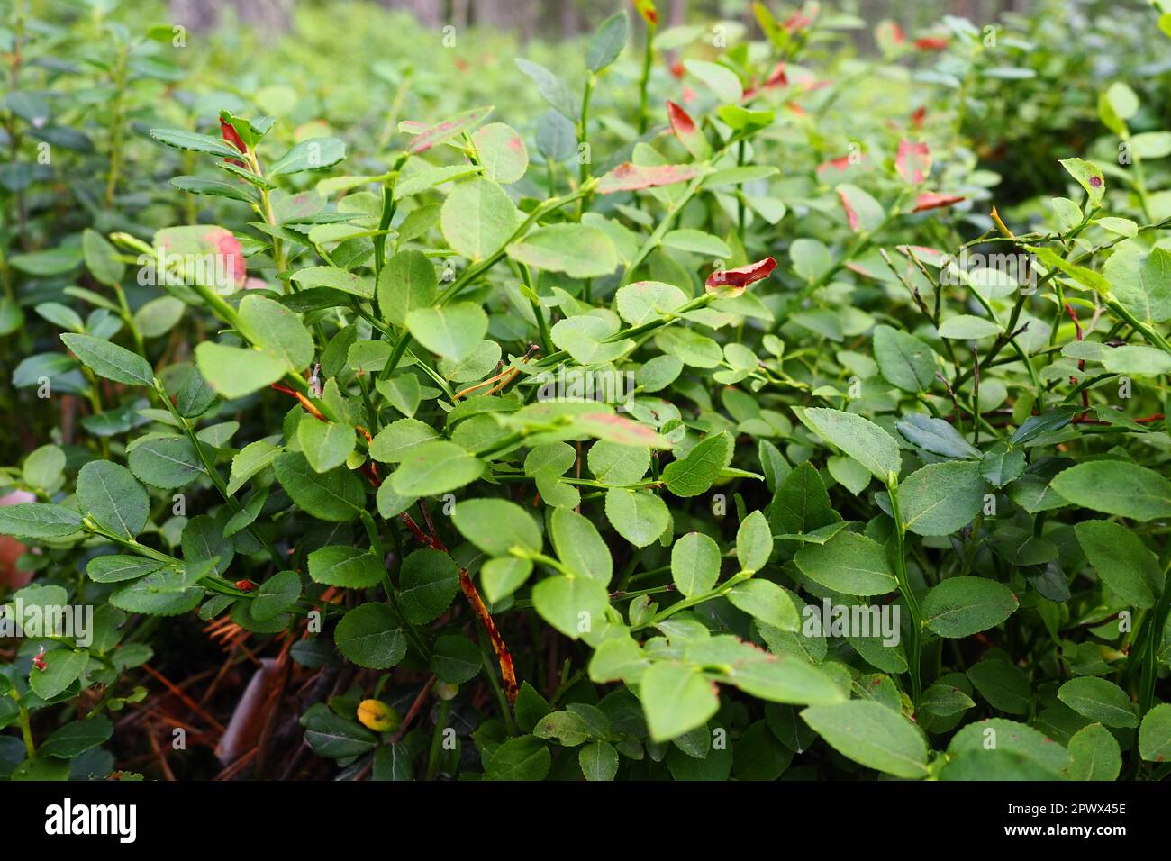 Blueberry, or Blueberry myrtle Vaccinium myrtillus, a low-growing shrub ...