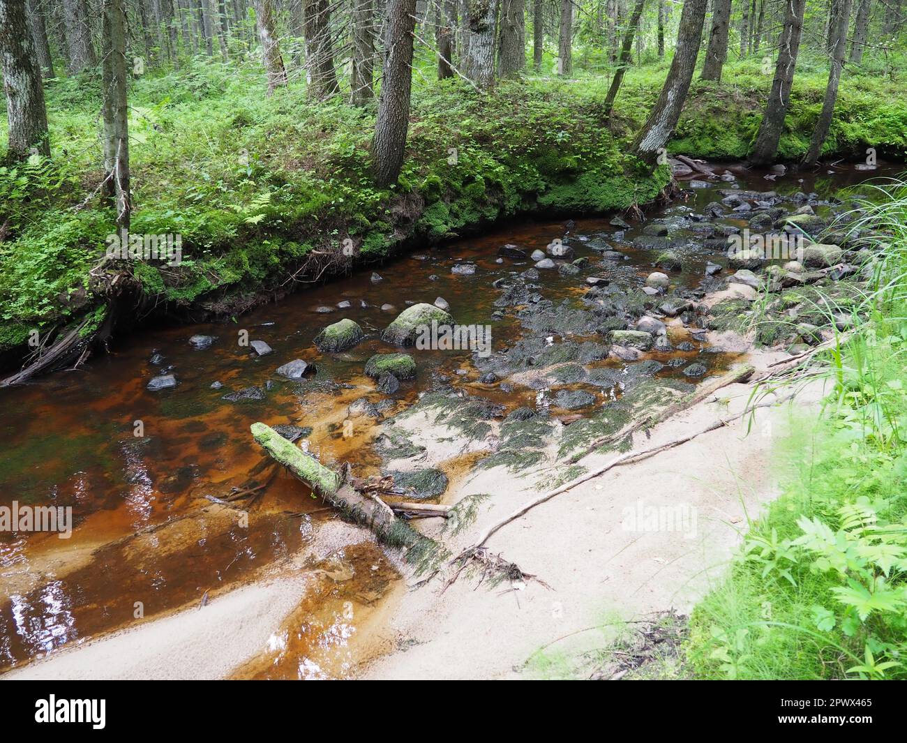 Taiga biome dominated by coniferous forests. Picea spruce, coniferous ...