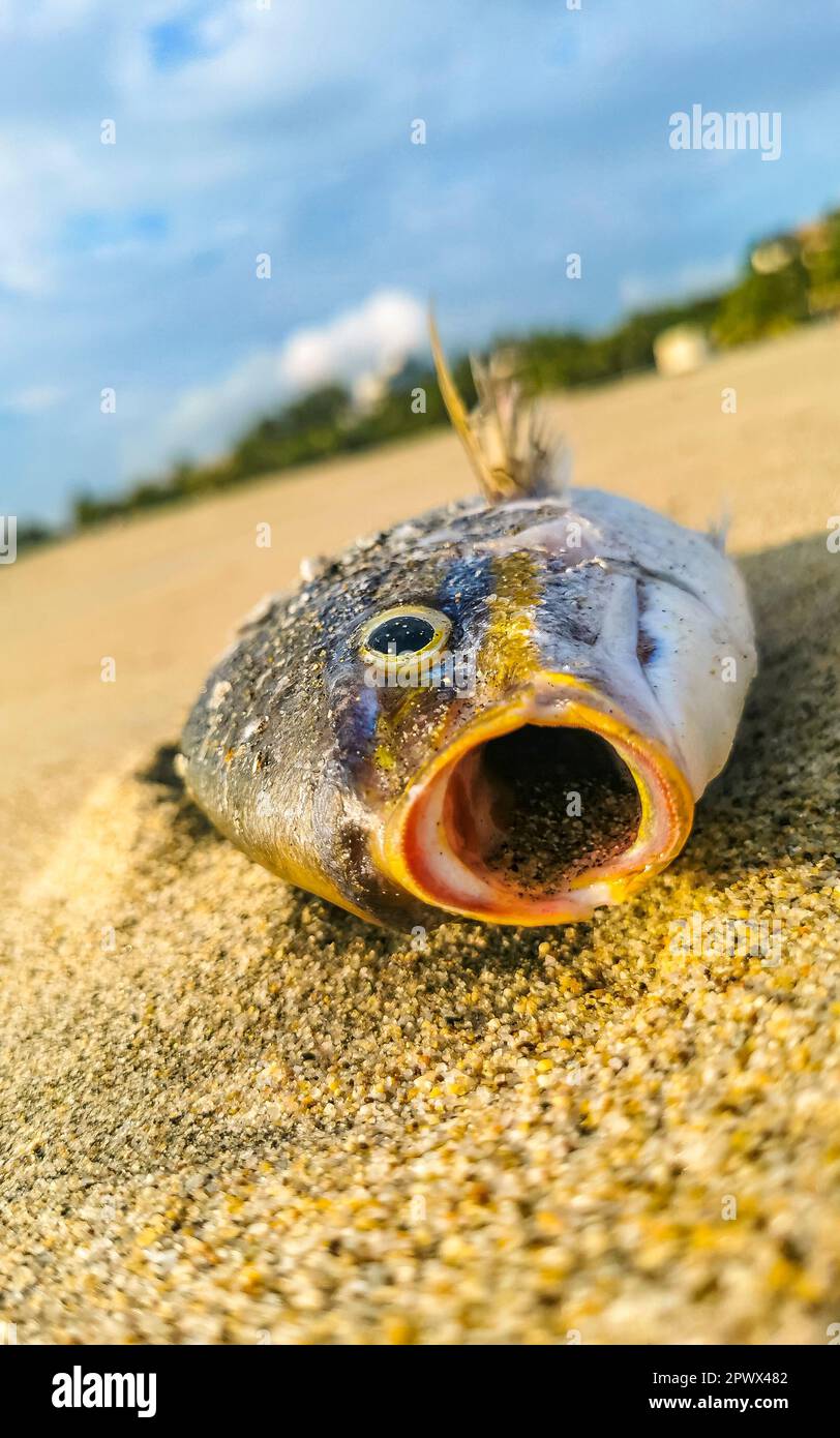 Dead fish washed up on the beach lying on the sand in Zicatela Puerto ...