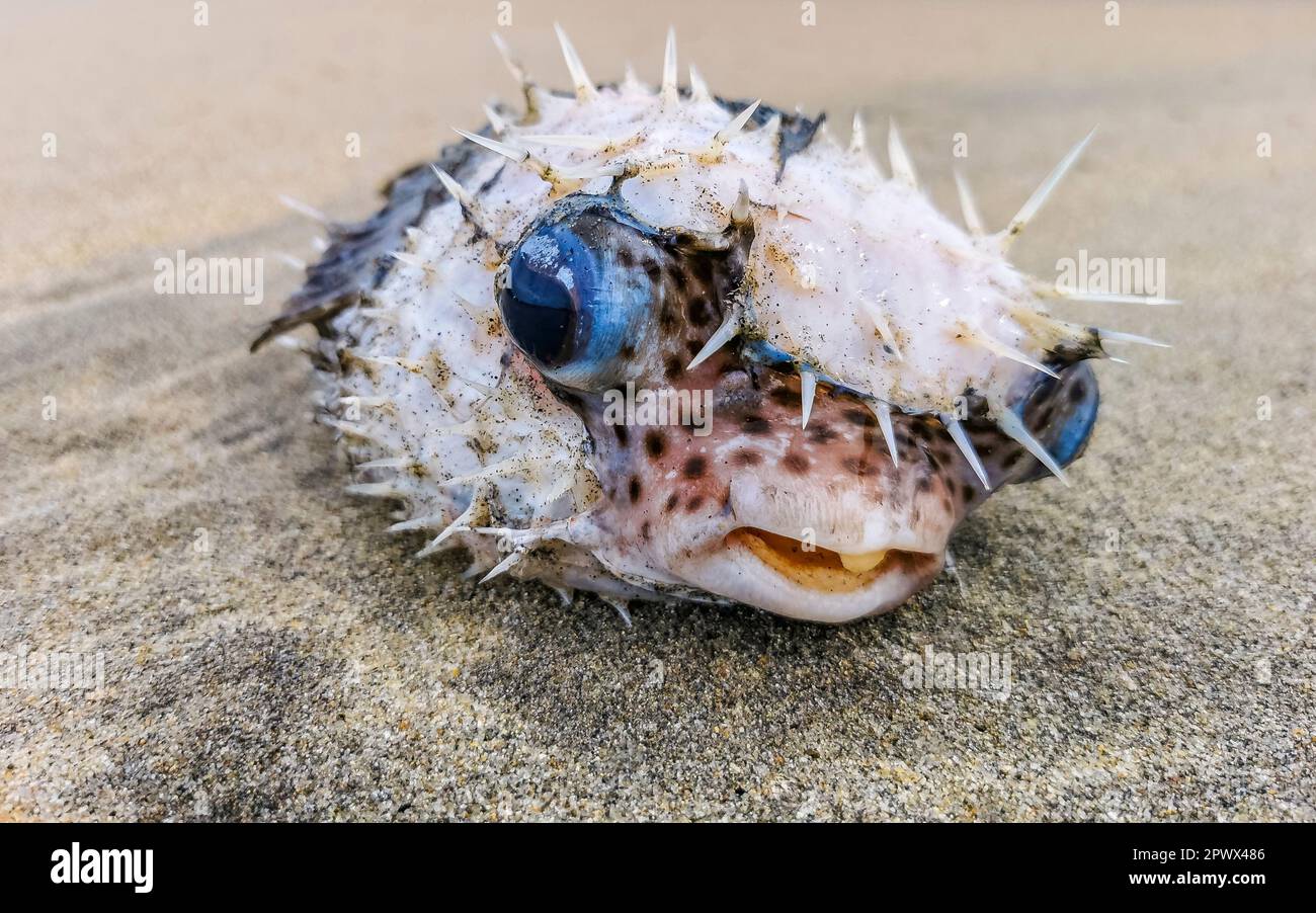 Dead puffer fish washed up on the beach lies on the sand in Zicatela ...