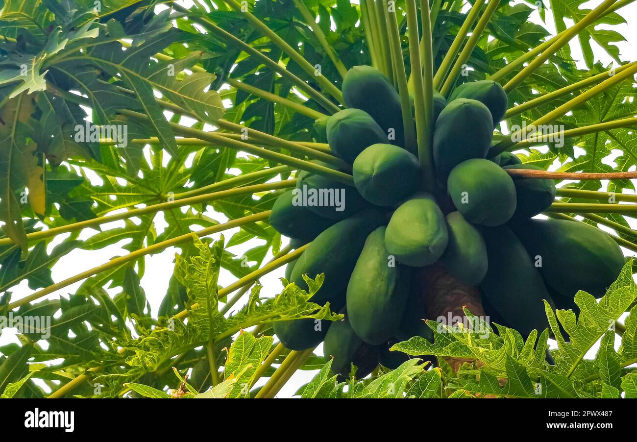 Beautiful papaya tree in tropical nature in Zicatela Puerto Escondido ...