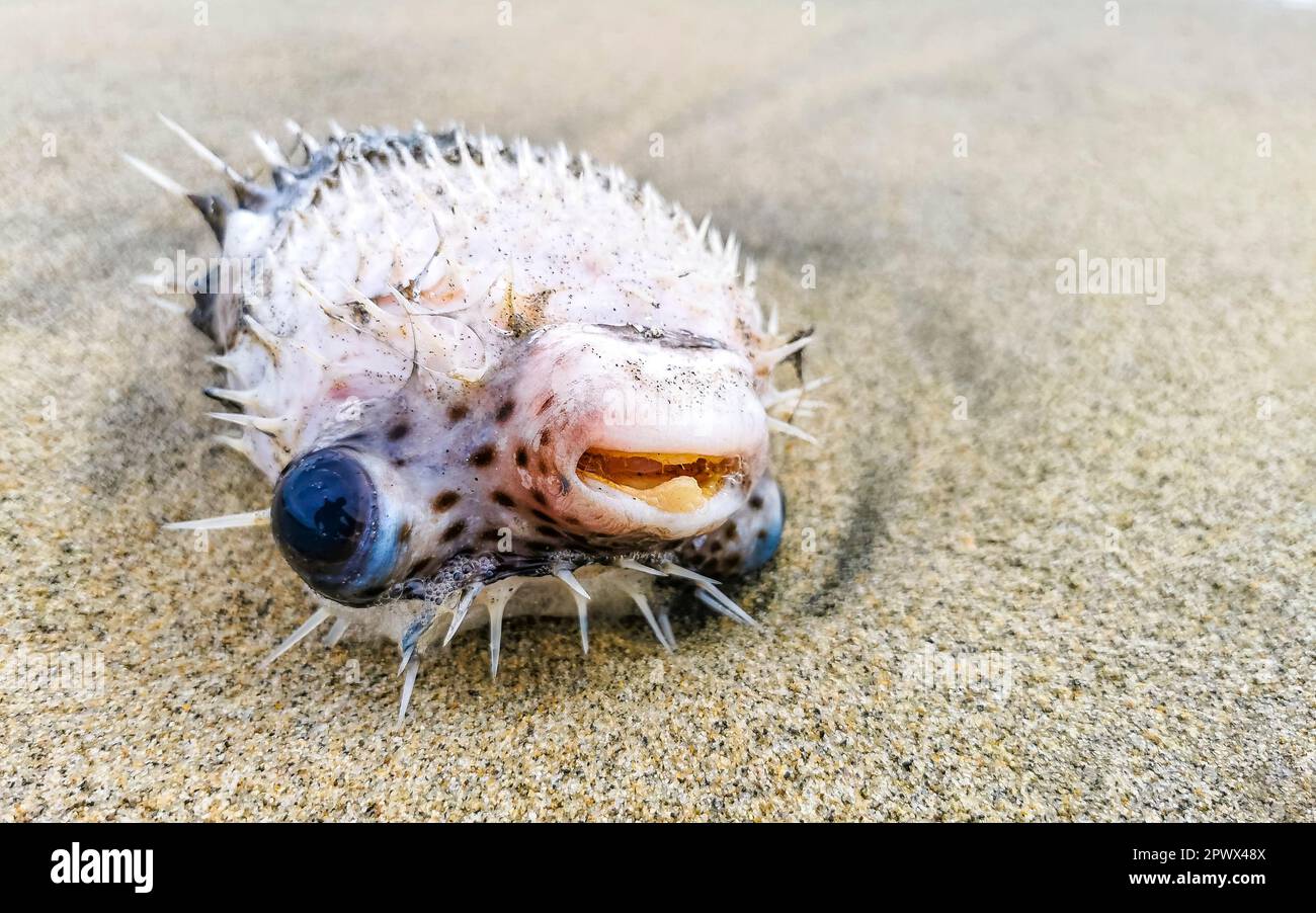 Dead puffer fish washed up on the beach lies on the sand in Zicatela ...