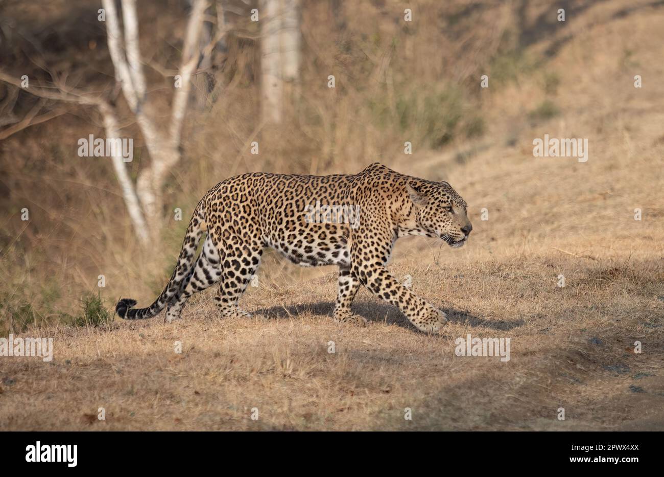 A male Leopard (pantera pardus) on the prowl in one of India's national ...