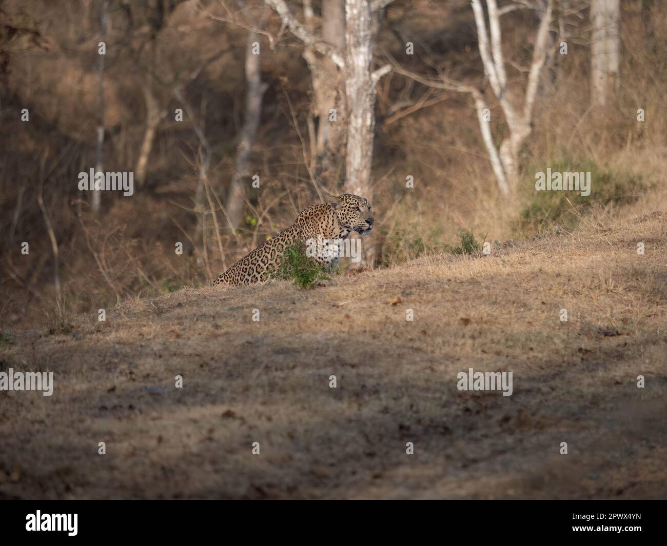 A male Leopard (pantera pardus) on the prowl in one of India's national ...