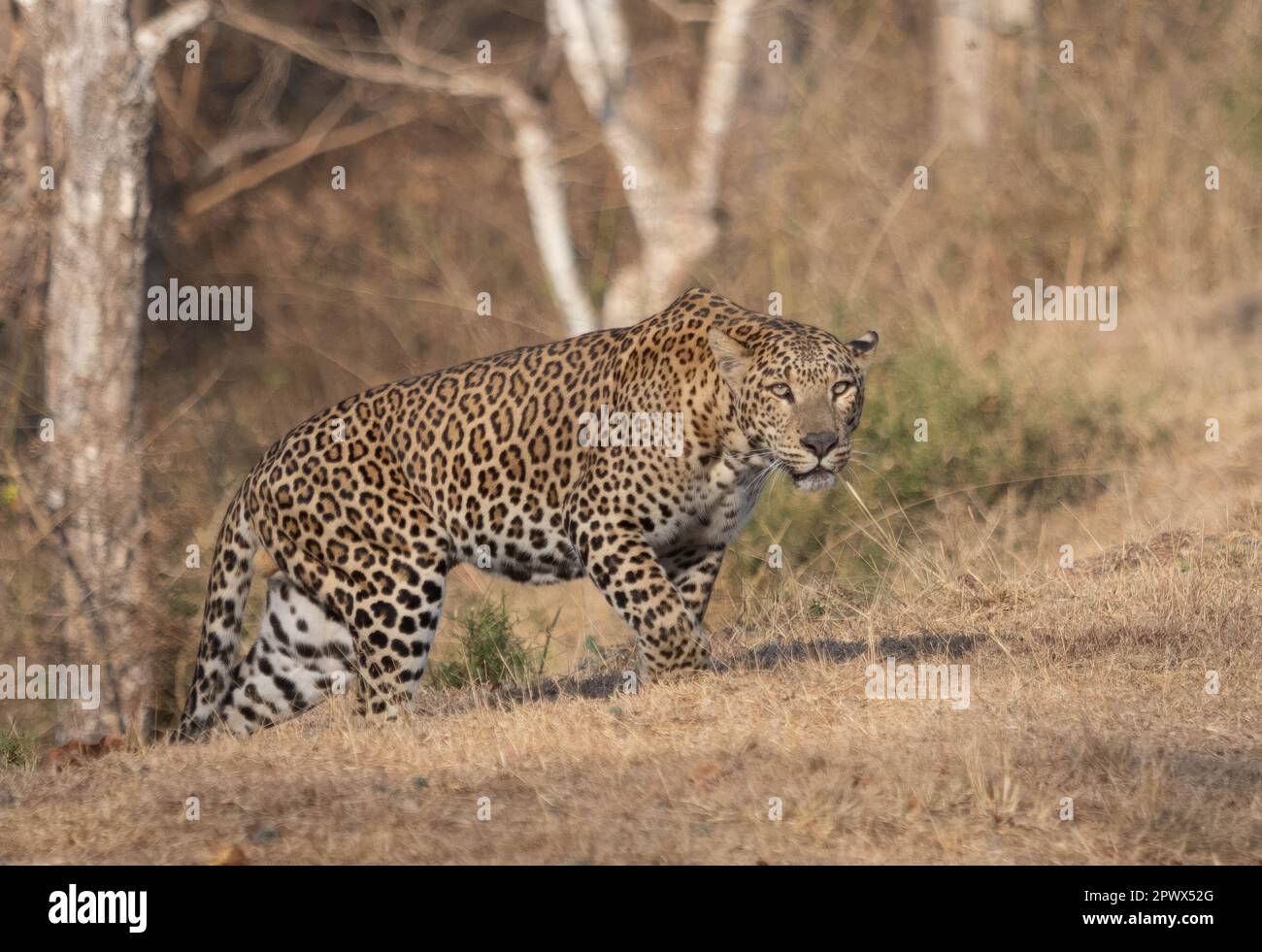 A male Leopard (pantera pardus) on the prowl in one of India's national ...
