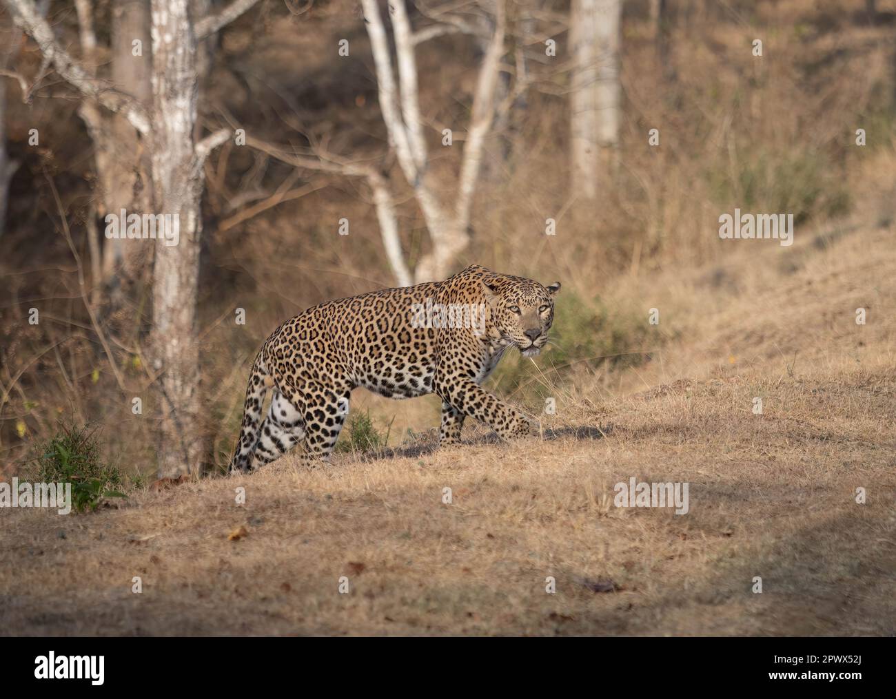A male Leopard (pantera pardus) on the prowl in one of India's national ...