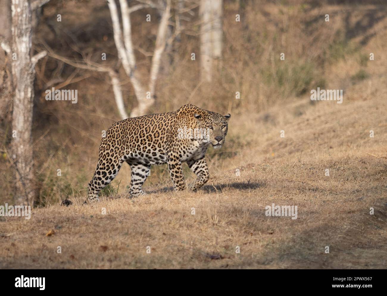 A male Leopard (pantera pardus) on the prowl in one of India's national ...