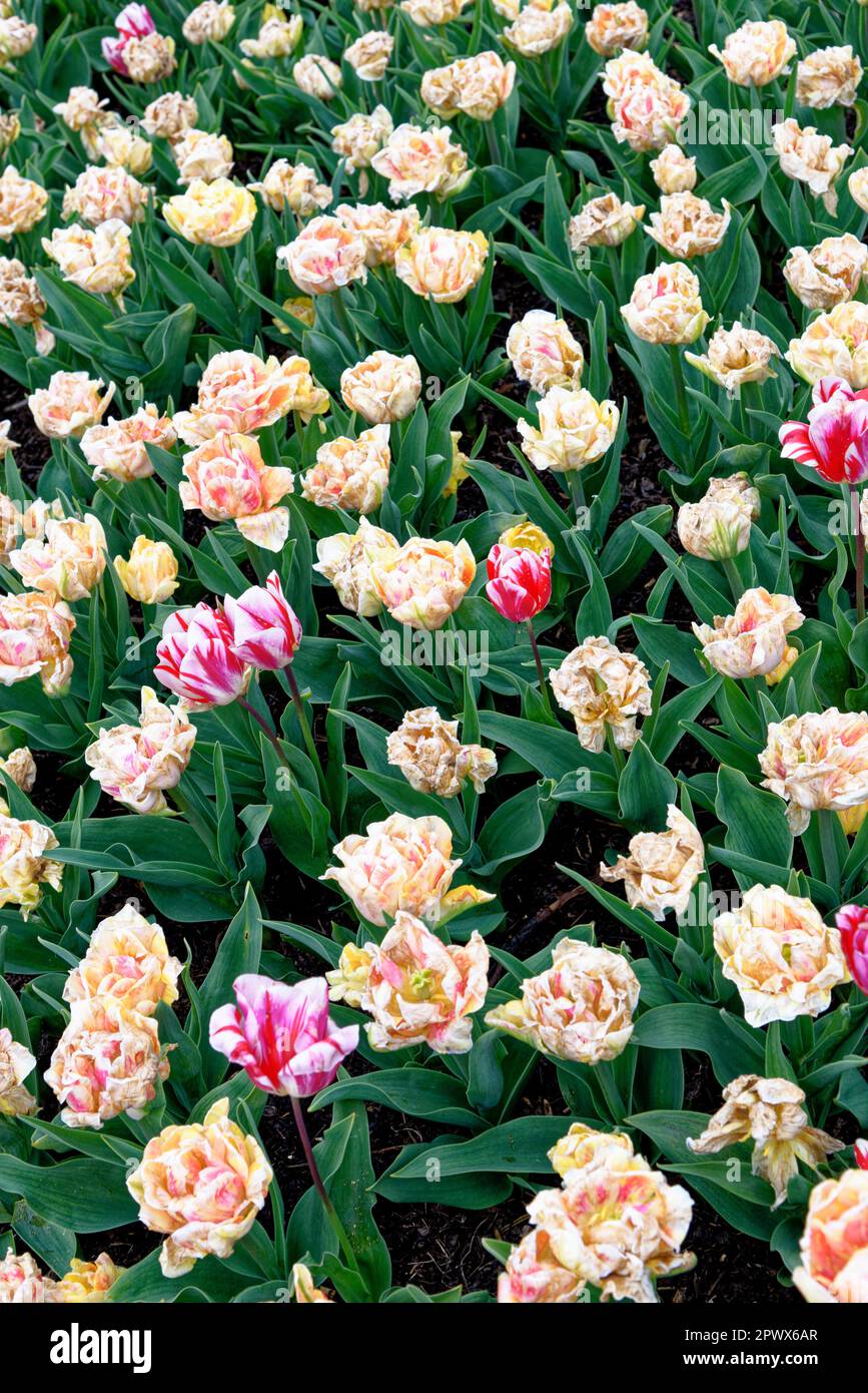 Spectacular display of spring flowering tulips - Colourful tulips in ...