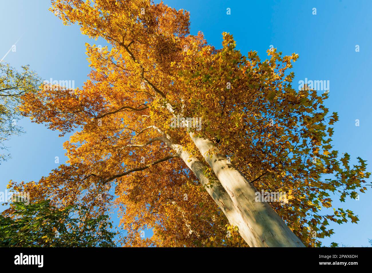 The canopy of the crown of a deciduous tree shining yellow in the ...