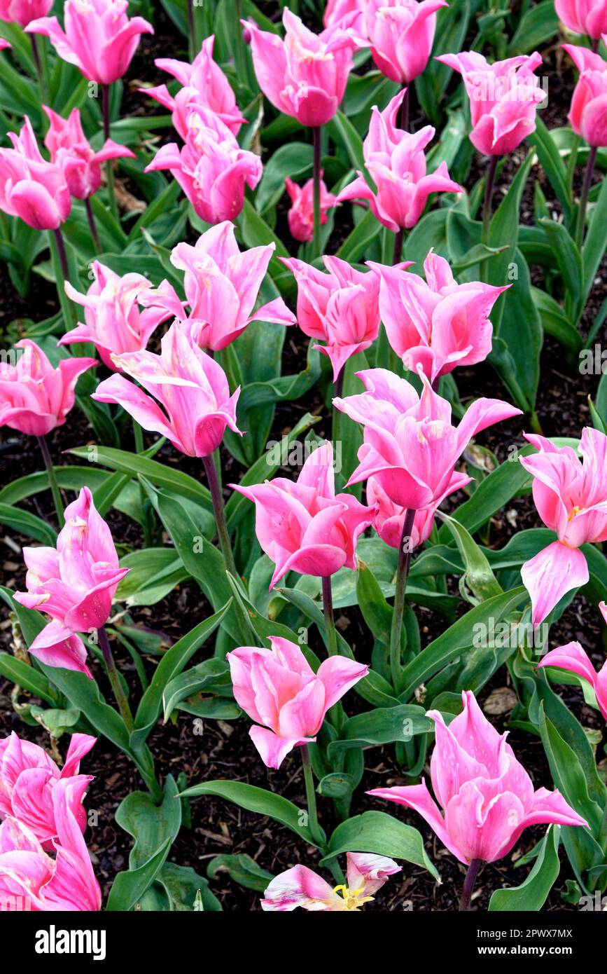 Spectacular display of spring flowering tulips - Colourful tulips in ...