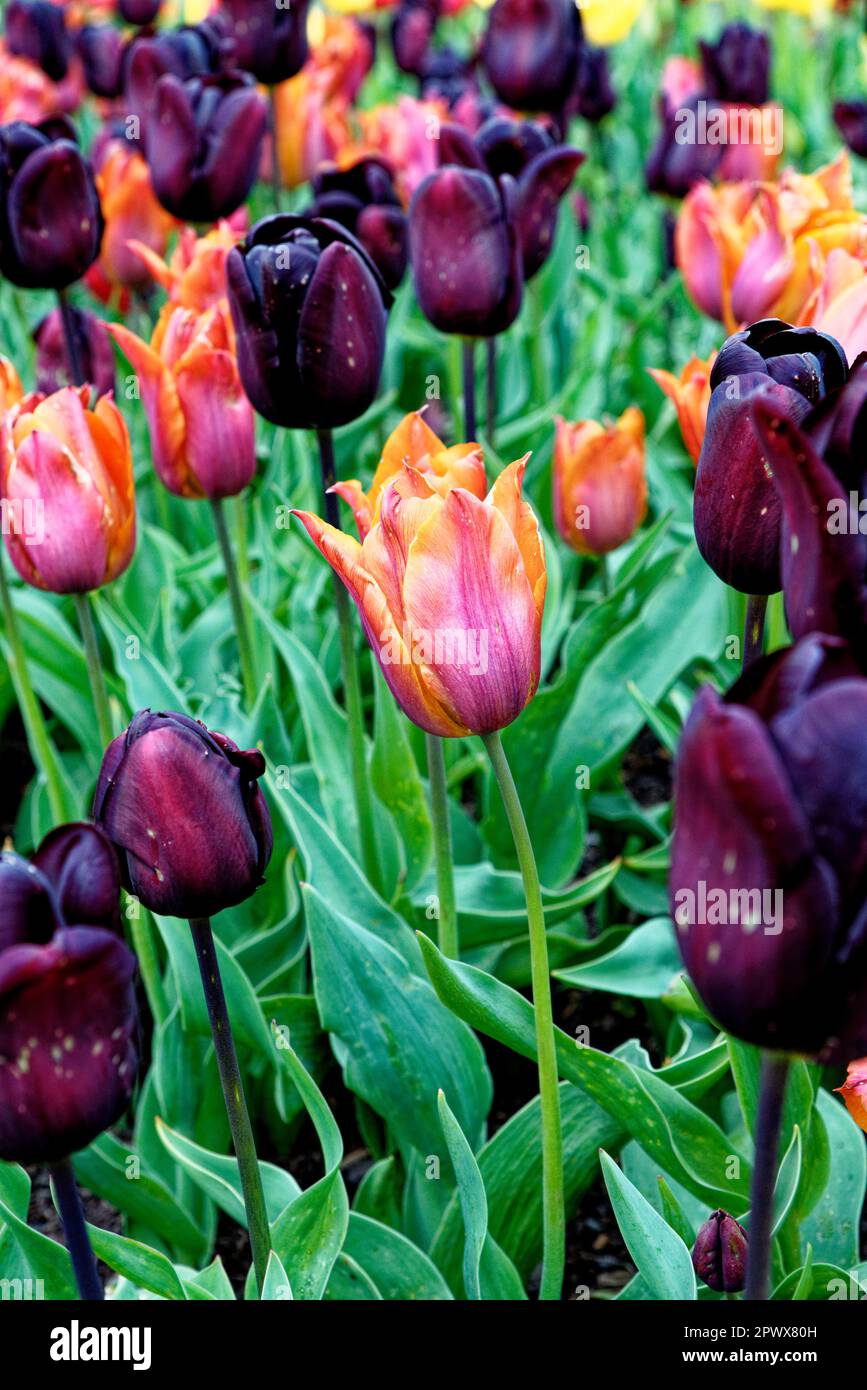 Spectacular display of spring flowering tulips - Colourful tulips in ...