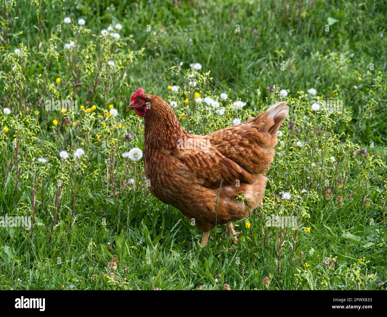 free-range chicken on a farm Stock Photo - Alamy