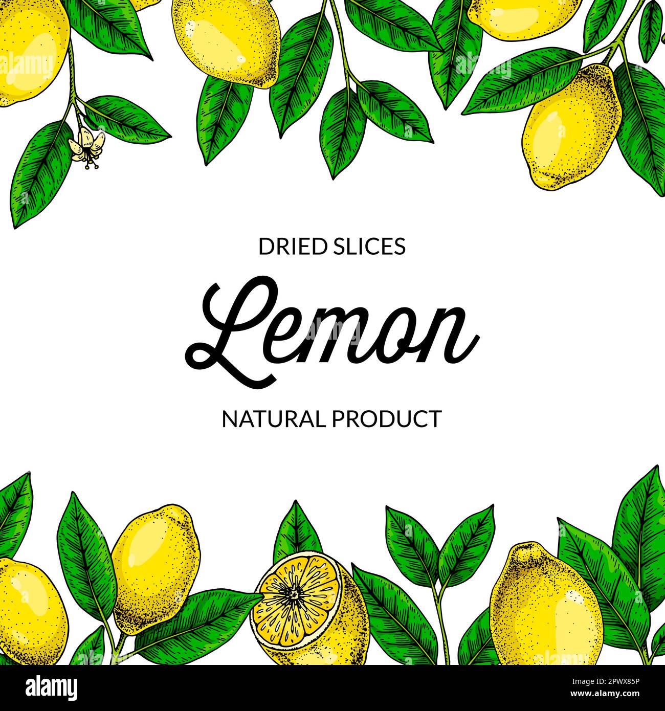 Square lemon background. Hand drawn colorful vector illustration in ...