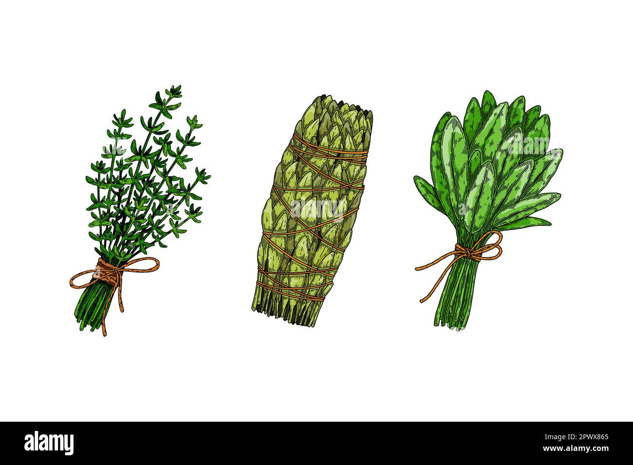 Herbal bunches. Set of hand drawn leaf seasonings. Vector illustration ...