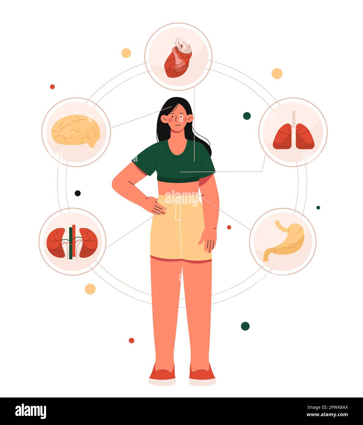 Human body anatomy Stock Vector Image & Art - Alamy