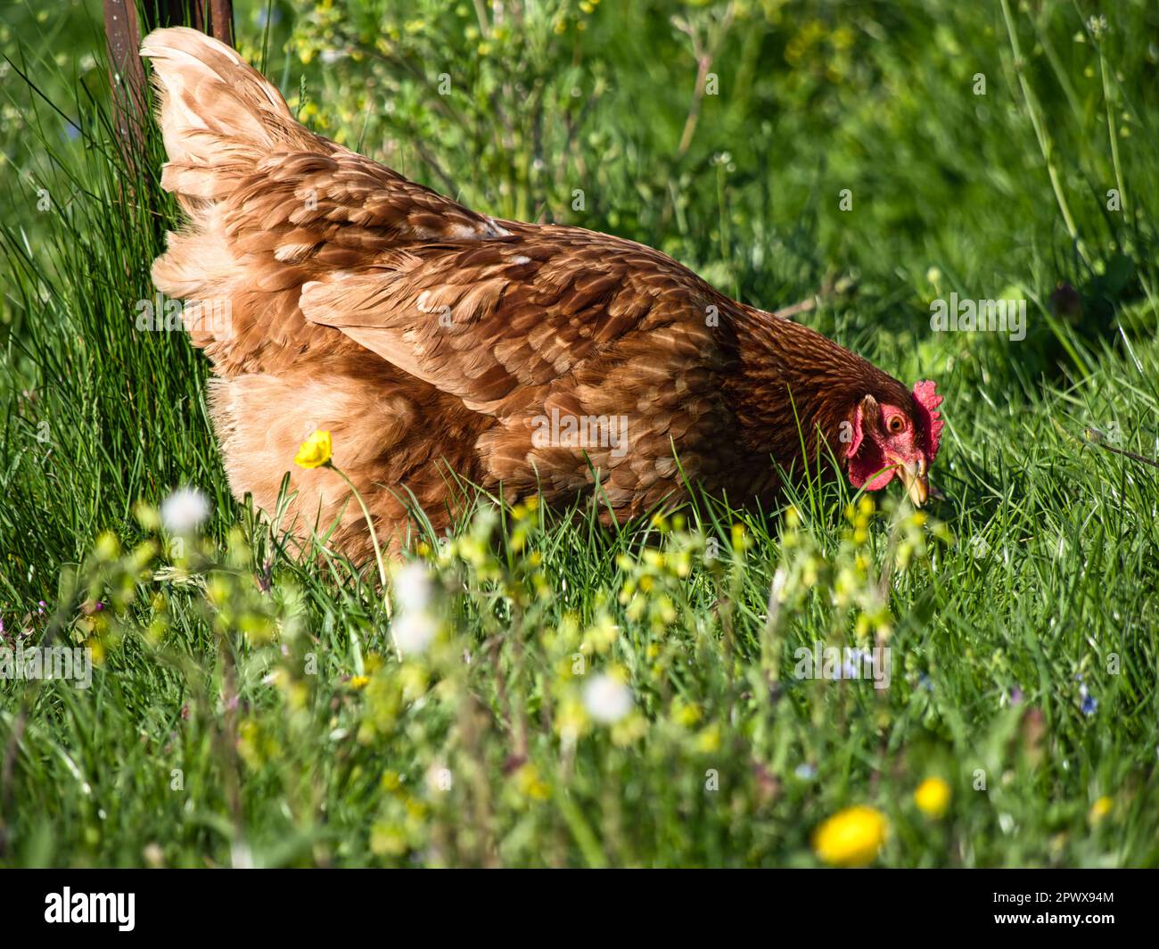 free-range chicken on a farm Stock Photo - Alamy