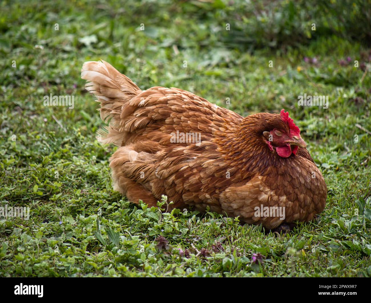 free-range chicken on a farm Stock Photo - Alamy