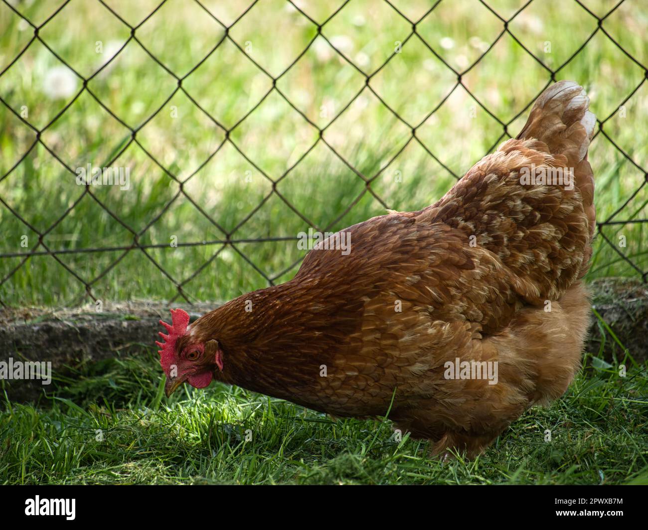 free-range chicken on a farm Stock Photo - Alamy