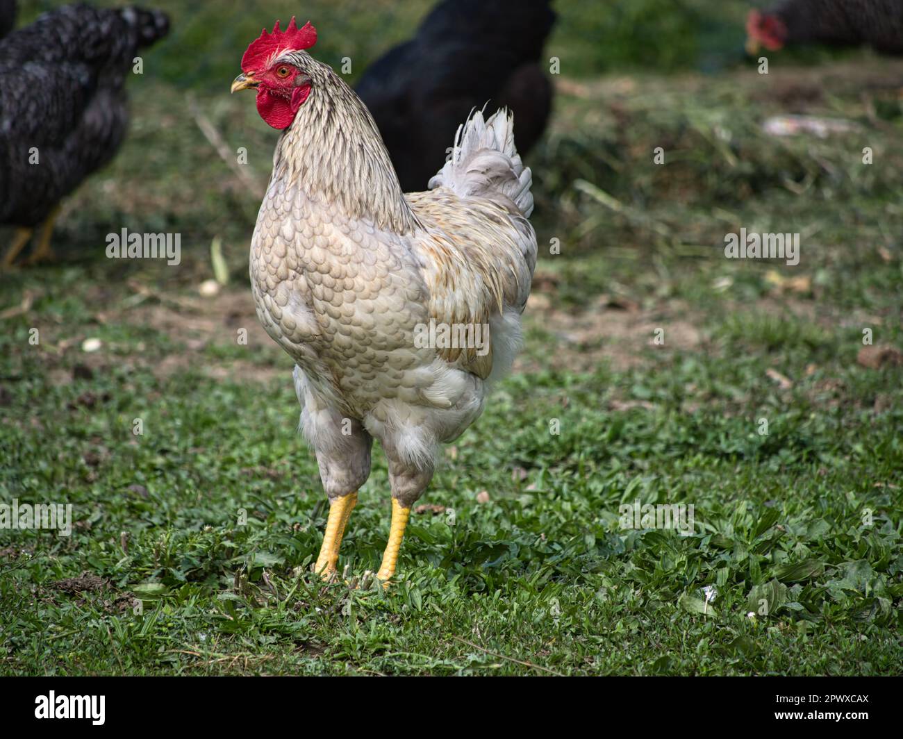 free-range chicken on a farm Stock Photo - Alamy