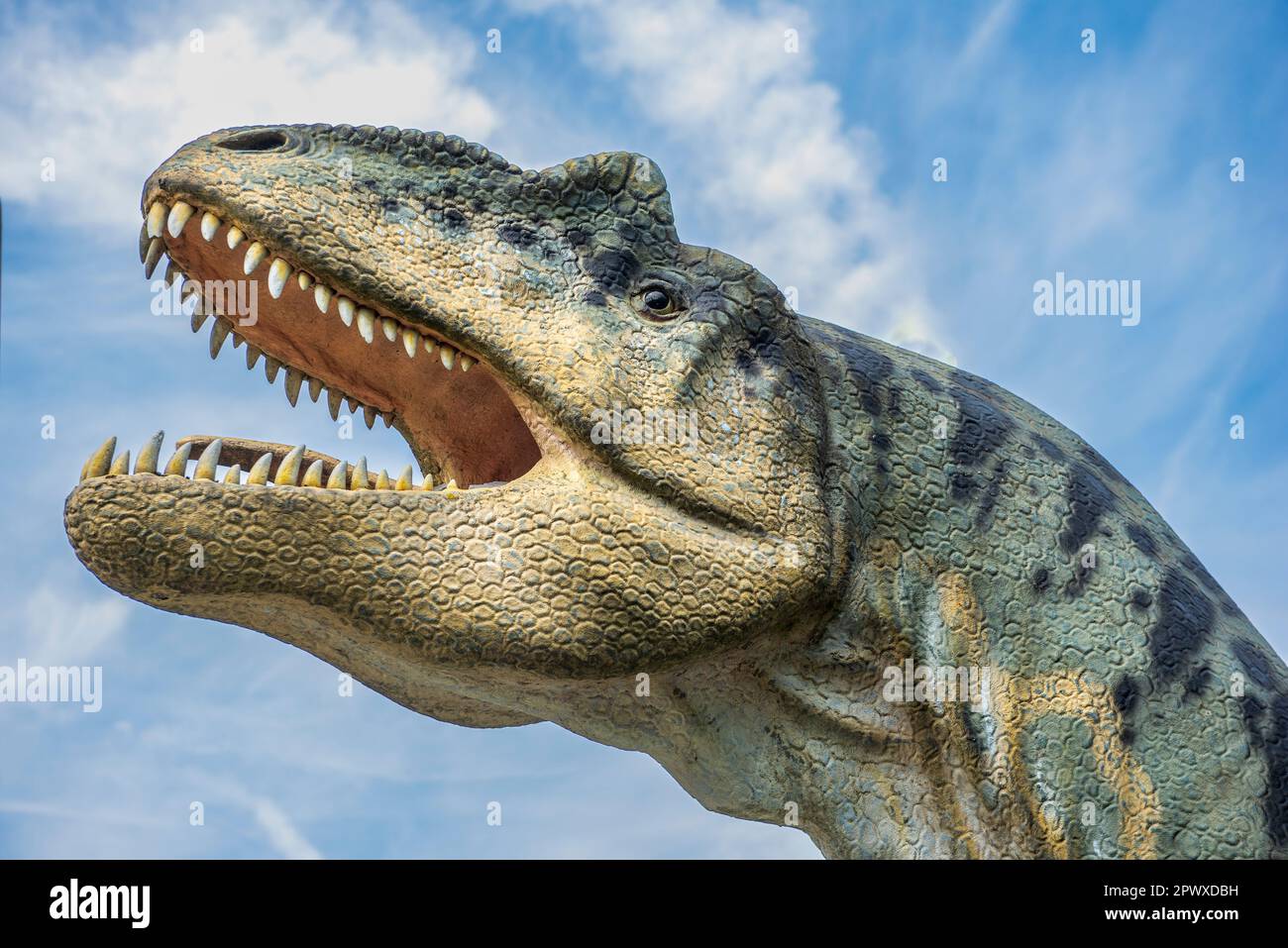 The wide open mouth with sharp teeth of the model of a predatory ...