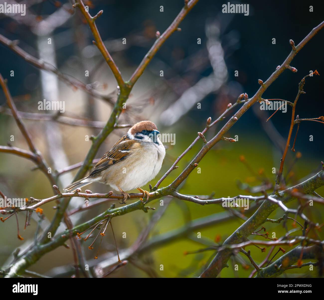 Eurasian tree sparrow close up hi-res stock photography and images - Alamy