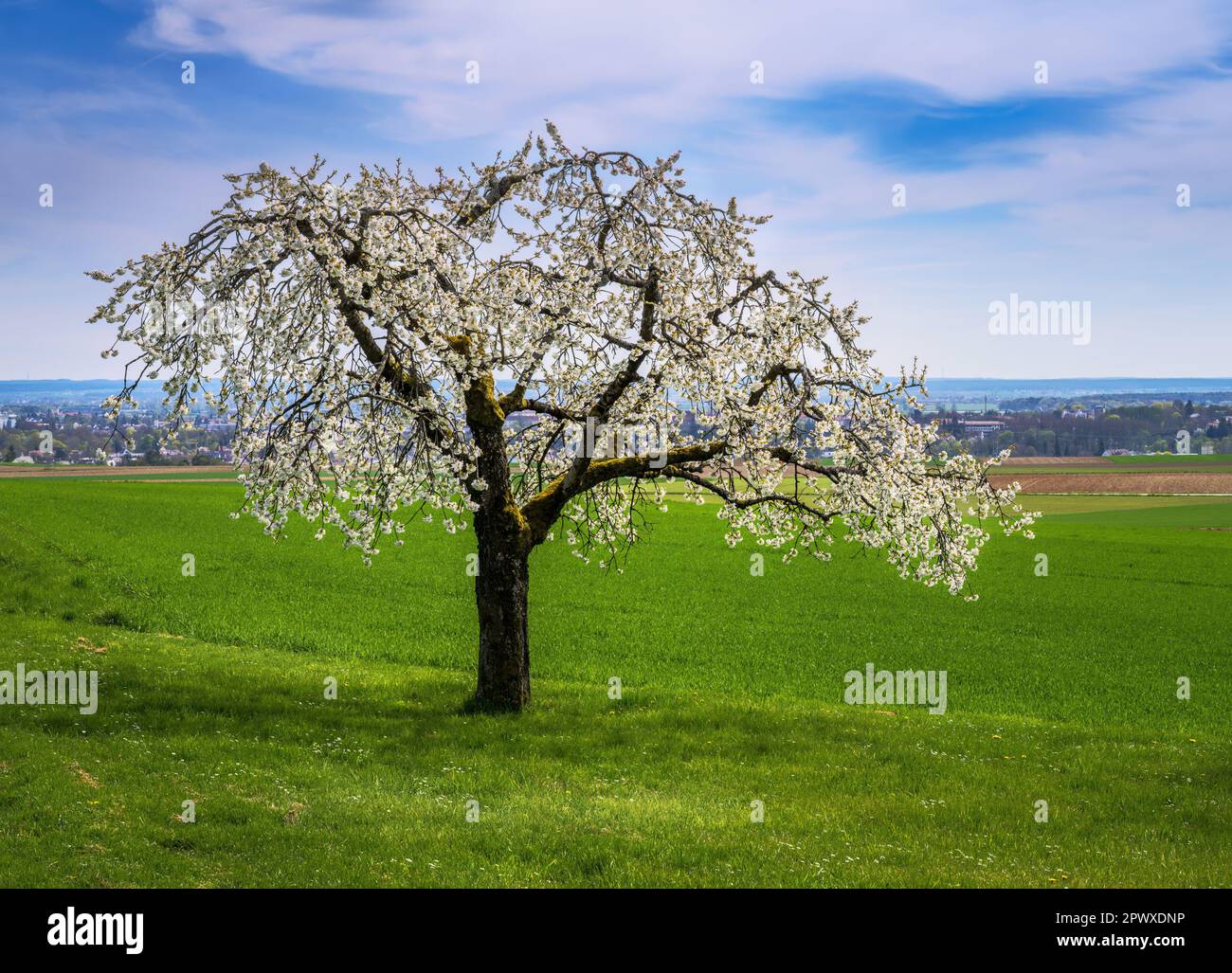 Spring scenic with a white flowering cherry tree Stock Photo - Alamy