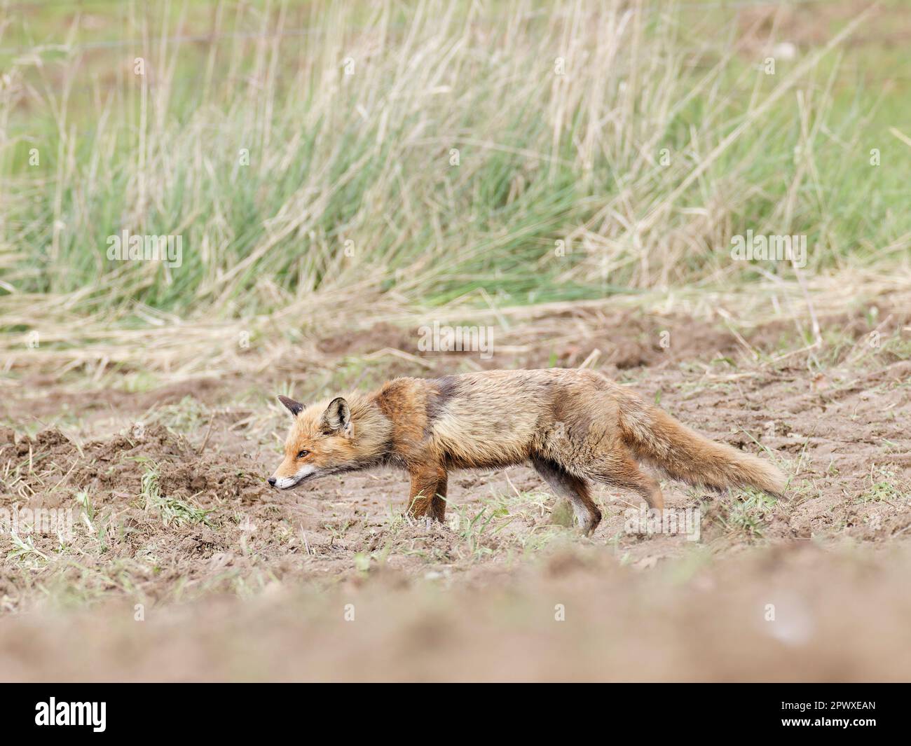 Red fox hunting on ploughed field. From side Stock Photo - Alamy