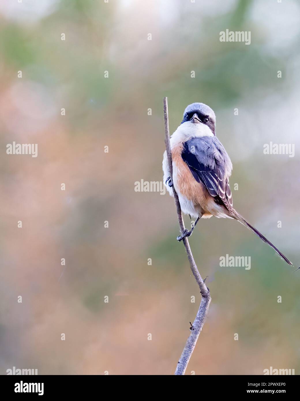A Long tail Shrike resting on a branch Stock Photo - Alamy