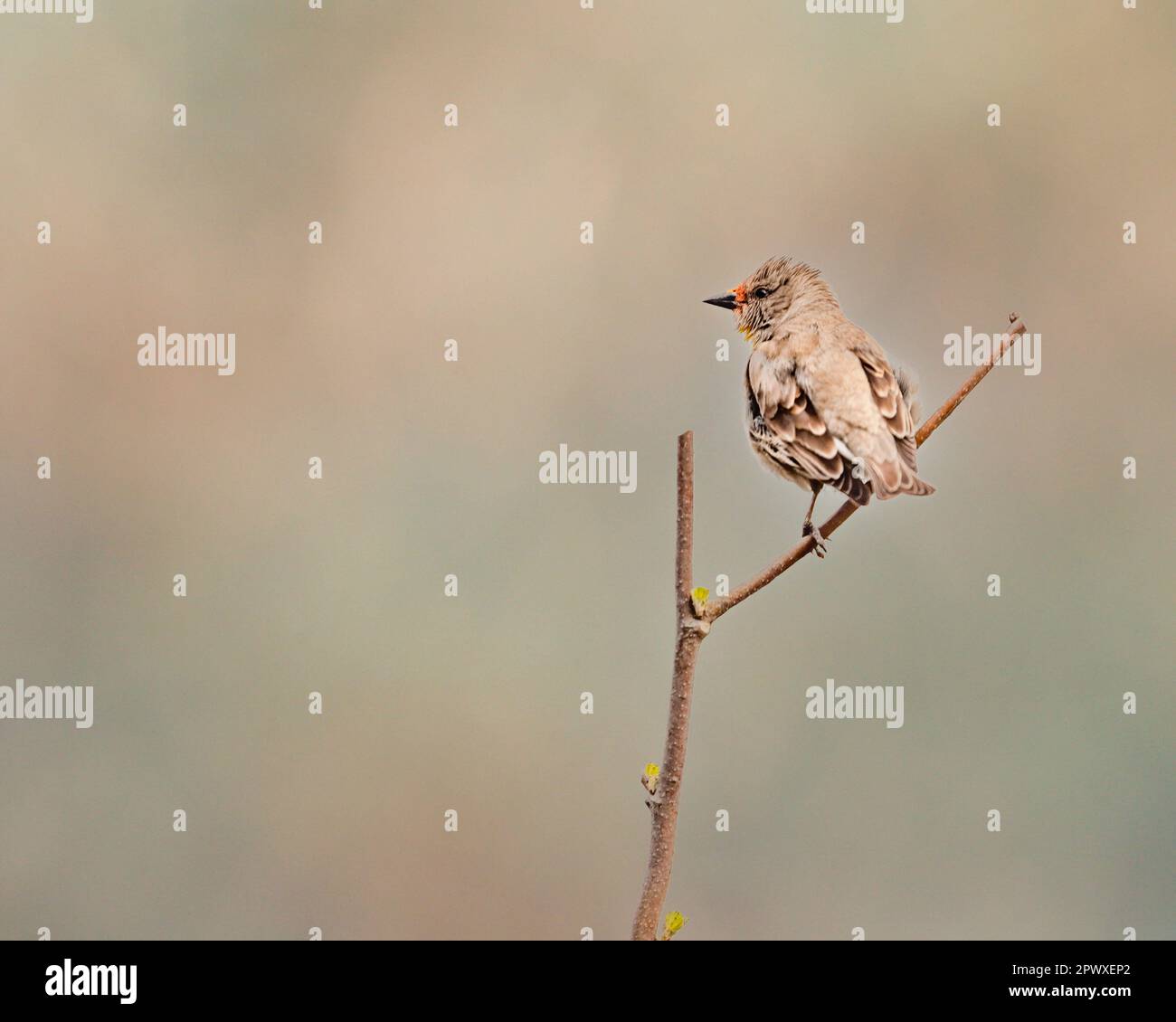 Rose finch hi-res stock photography and images - Alamy