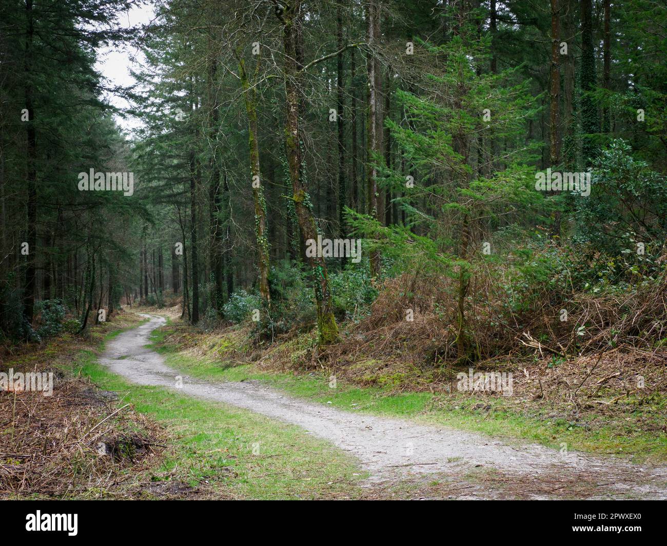 Footpath in Puddletown Forest, Dorset, UK Stock Photo - Alamy