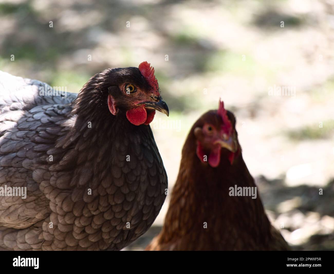 free-range chicken on a farm Stock Photo - Alamy